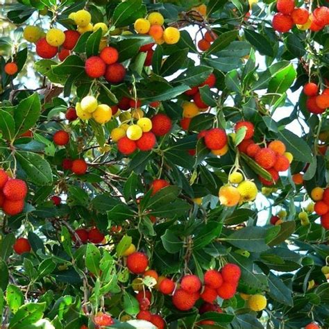 Arbutus Unedo Compacta Strawberry Tree Large Plant