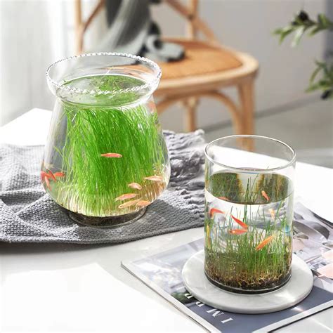 水培植物水草泥种植草微景观桌面生态瓶透明创意玻璃瓶鱼缸造景 虎窝淘