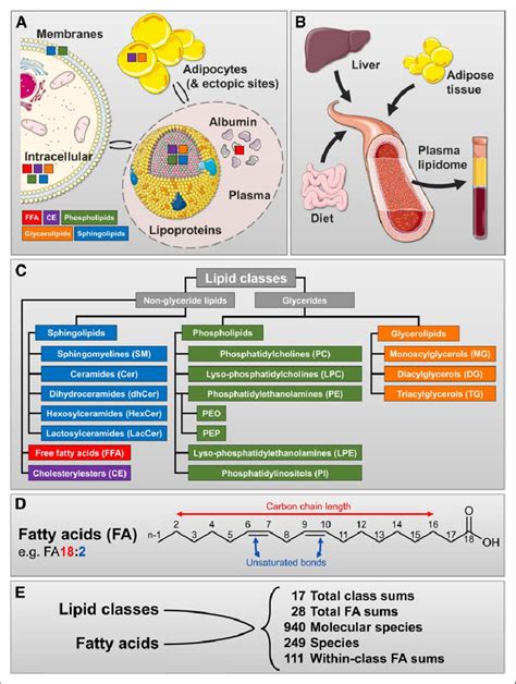 Overview Of Lipid Class Occurrence In Cell And Plasma Compartments Download Scientific Diagram