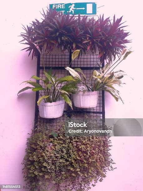 Tanaman Ditanam Dalam Pot Dan Menempel Di Dinding Foto Stok Unduh Gambar Sekarang Kebun