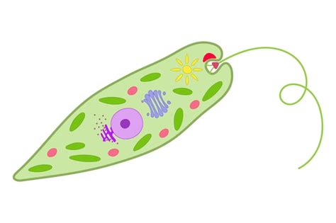 Euglena Drawing