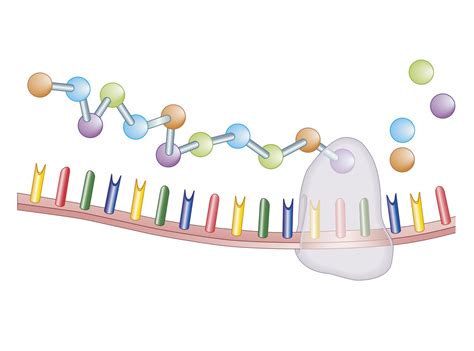 Transfer Rna Picture