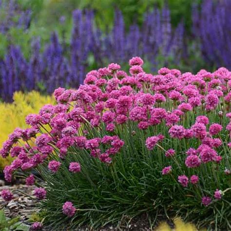Армерия Приморская Armeria maritima pink купить в Украине, Киеве в ...