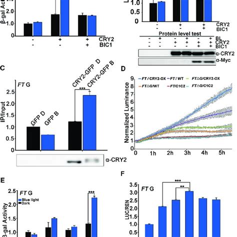 Reconstitution Of The Cry2 Mediated Blue Light Signaling Pathway In