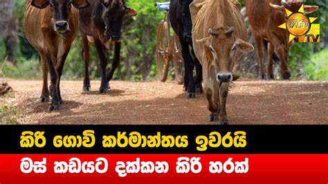 කිරි ගොවි කර්මාන්තය ඉවරයි මස් කඩයට දක්කන කිරි හරක් Hiru News Youtube