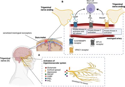 Frontiers Advances In Understanding Migraine Pathophysiology A Bench