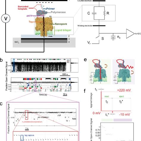 Pdf Multiplex Single Molecule Kinetics Of Nanopore Coupled Polymerases