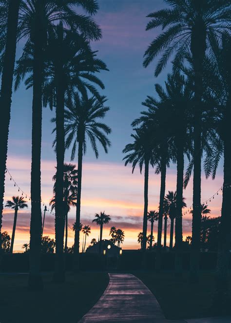 Palm Tree Sunset 4k Wallpapers Wallpaper Cave