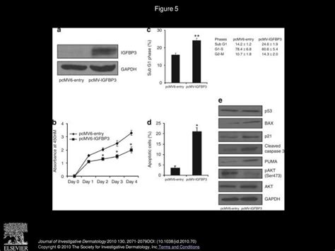 Functional Modulation Of Igf Binding Protein 3 Expression In Melanoma Functional Modulation Of Igf Binding Protein 3 Expression In Melanoma