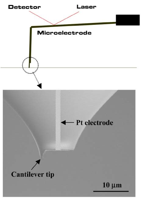 Scheme Of Integrated Ec Afmsecm Probe And Micrograph Of The Tip End Download Scientific Diagram