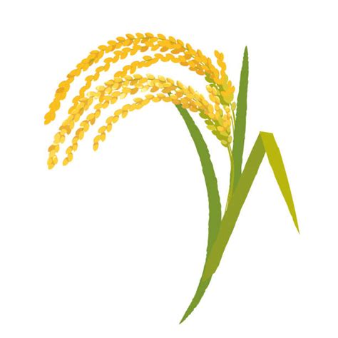 Beras Merah Ilustrasi Foto Stok Potret And Gambar Bebas Royalti Istock