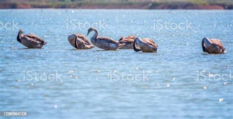 화창한 날에는 푸른 물이 있는 호수에서 수영하는 젊은 갈색 색의 흰 백조 0명에 대한 스톡 사진 및 기타 이미지 0명 갈색 강 Istock