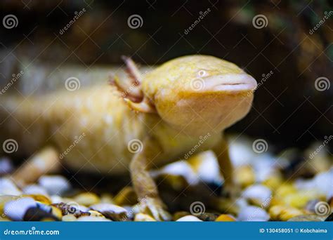 Axolotl In The Water Stock Image Image Of Salamander 130458051