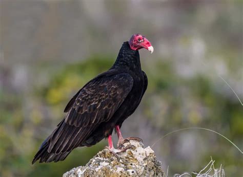 What Do Turkey Vultures Eat Diet And Facts