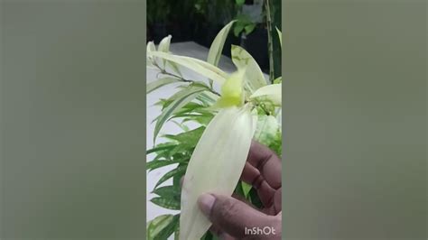 Milky Bamboo Youtube