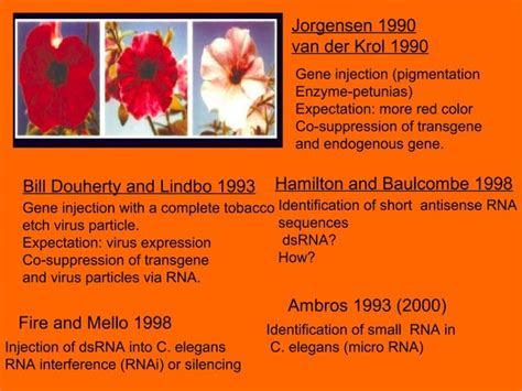 Rna Interference Ppt