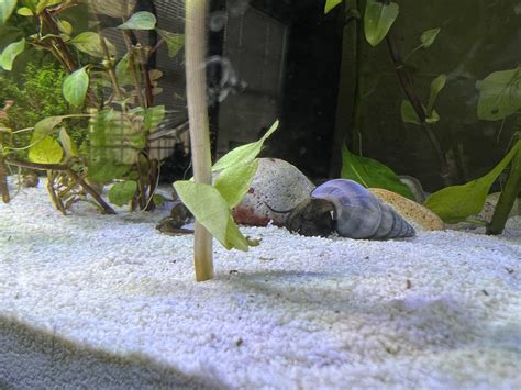 Can You Please Help Me Identify This Snail Raquaticsnails
