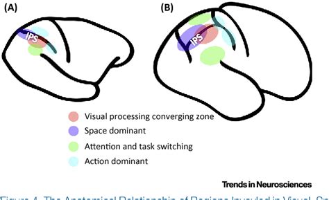 Figure 4 From The Posterior Parietal Cortex In Adaptive Visual Processing Semantic Scholar