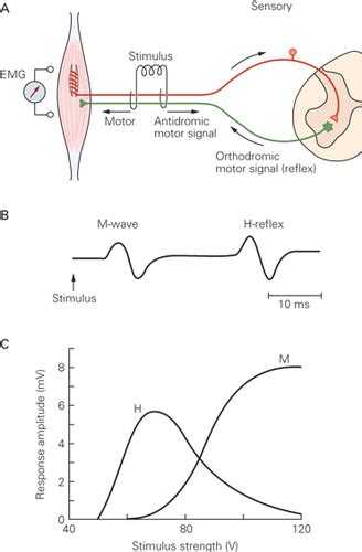 the h reflex practical flashcards quizlet