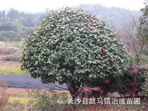 大叶七星茶花 茶花的花语 大叶茶 第8页 大山谷图库