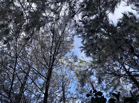 云游宁德 它来啦！柘荣东狮山绝美雾凇来袭~新宁德