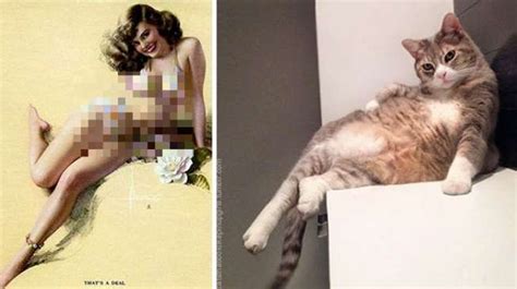 Kocak Kucing Kucing Ini Tiru Pose Seksi Gadis Pin Up