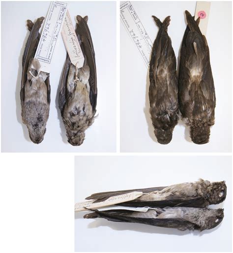 A Morphological Revision Of Mascarene Swiftlet Aerodramus Francicus With The Description Of A