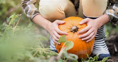 줄무늬 고무 장화와 주황색 호박을 들고 있는 체크 셔츠를 입은 알아볼 수 없는 여성 화창한 가을 자연 사진 Unsplash의 야채 이미지