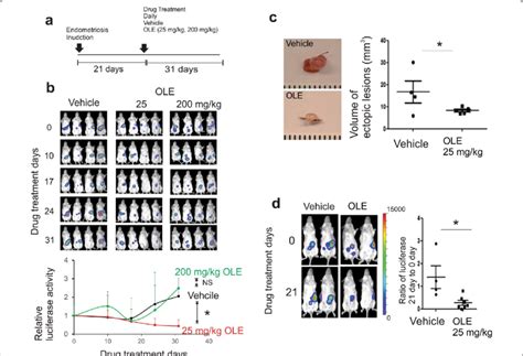 Suppression Of The Growth Of Mouse And Human Ectopic Lesions In Mice Download Scientific