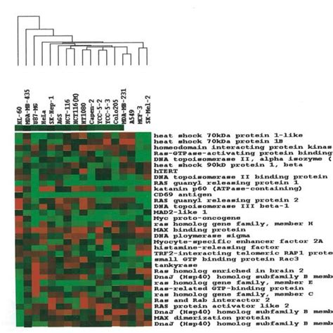 Gene Expression Profiling By Cdna Microarray A Supervised Clustering Download Scientific