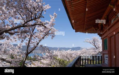 Tahoto Pagoda 多宝塔 And Cherry Blossom Miyajima Island Aka Itsukushima