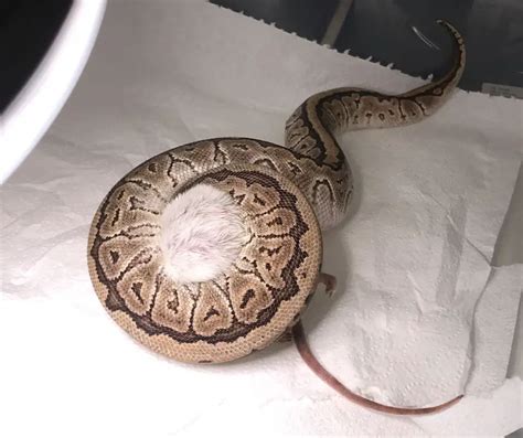 How Much Do Ball Pythons Sleep