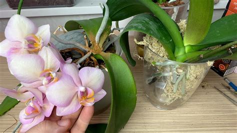 КАК ПРАВИЛЬНО РАЗРЕЗАТЬ ОРХИДЕЮ самая дорогая орхидея БЫСТРОЕ размножение орхидей Легато