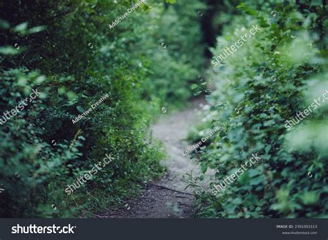 99 640 Curved Tree Branch Images Stock Photos Vectors Shutterstock