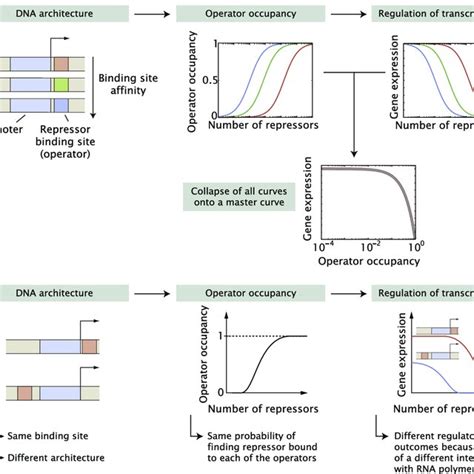 The Occupancy Hypothesis For The Action Of Transcription Factors And