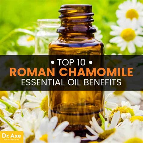 Roman Chamomile Essential Oil Benefits And Uses Dr Axe