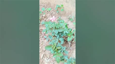 பூக்கள் இப்படி பூச்சி பிடிக்காமல் இருக்க டீதூளை போடவும் Youtube