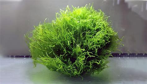 Stringy Moss 101 Care Guide Taxiphyllum Sp Fluvico