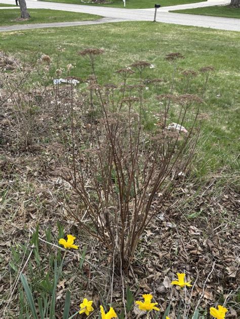 Beginners Guide To Smooth Hydrangea Pruning Proven Winners Colorchoice Flowering Shrubs