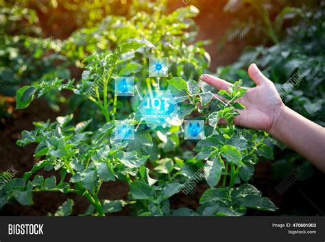 Smart Farming Iot Image And Photo Free Trial Bigstock