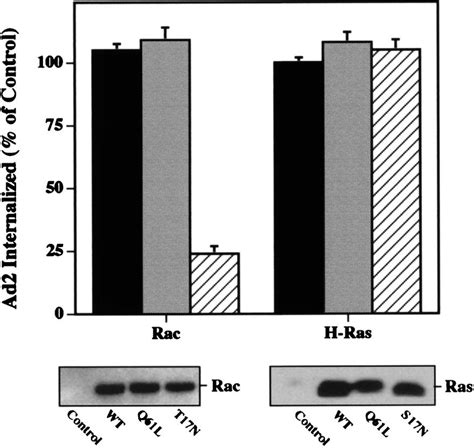 Ad Internalization Is Specifically Inhibited By Overexpression Of