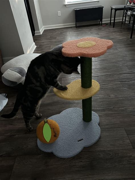 Standard Issue Cat Is Okay With The Fact That Dad Doesnt Pay Attention