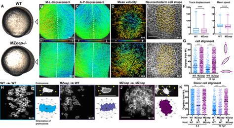 Nodal Signaling Regulates Convergence And Extension Cell Behaviors 4 Download Scientific Diagram