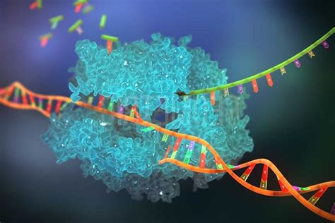 31 Facts About Polymerase