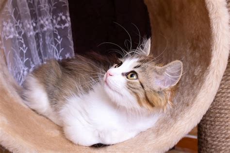 Premium Photo A Small Fluffy Kitten Plays With Toys