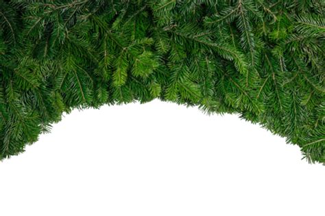 Tree Branch Frame PNG Transparent Images Free Download Vector Files