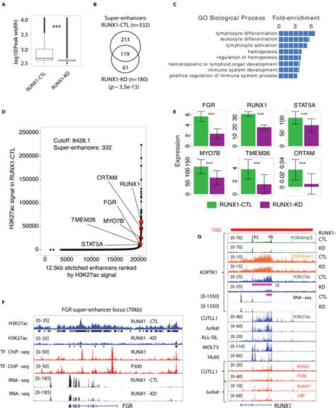 Runx1 Colludes With Notch1 To Reprogram Chromatin In T Cell Acute Lymphoblastic Leukemia Iscience