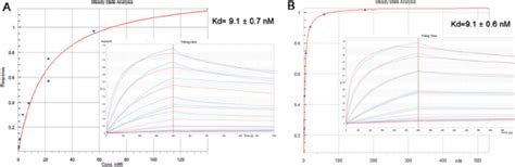 Biolayer Interferometry Bli Shown Are The Results Of Binding Data Download Scientific