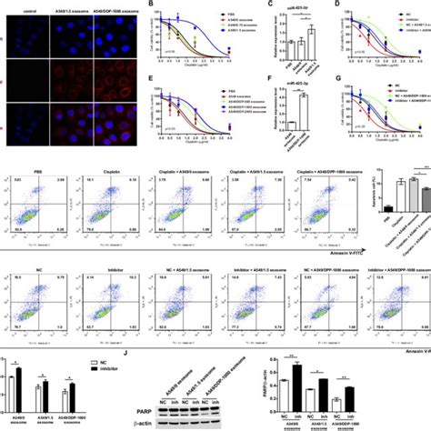 Experimental Workflow Of Sequential Density Ultracentrifugation Sd Uc Download Scientific