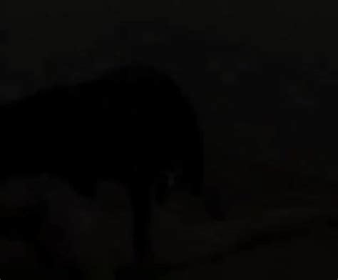 Hungry For Sex Dog Impaled Owner In Dog Animality Xxx